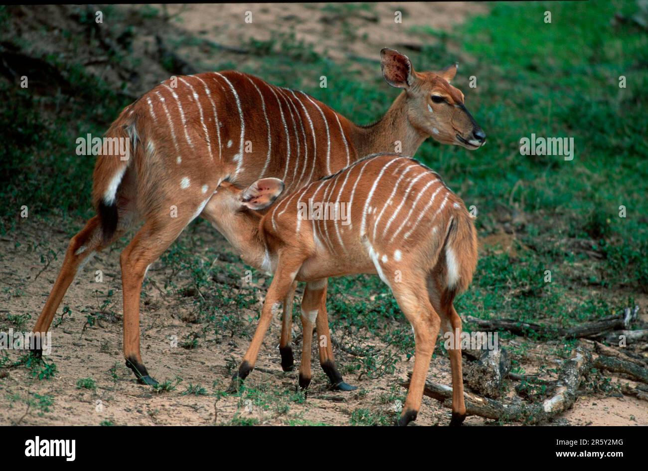 Nyala, female suckling young, Mkuzi Game Reserve, South Africa ...