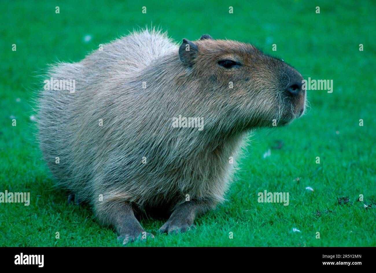 Capybara (Hydrochaeris hydrochaeris) (Hydrochoerus capybara), Carpincho ...