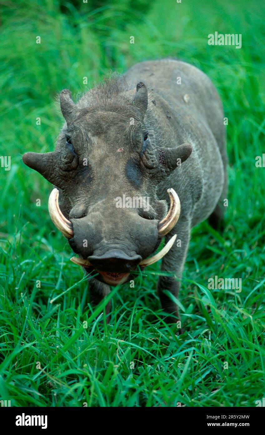 Warthog, Mkuzi Game Reserve, desert warthog (Phacochoerus aethiopicus ...