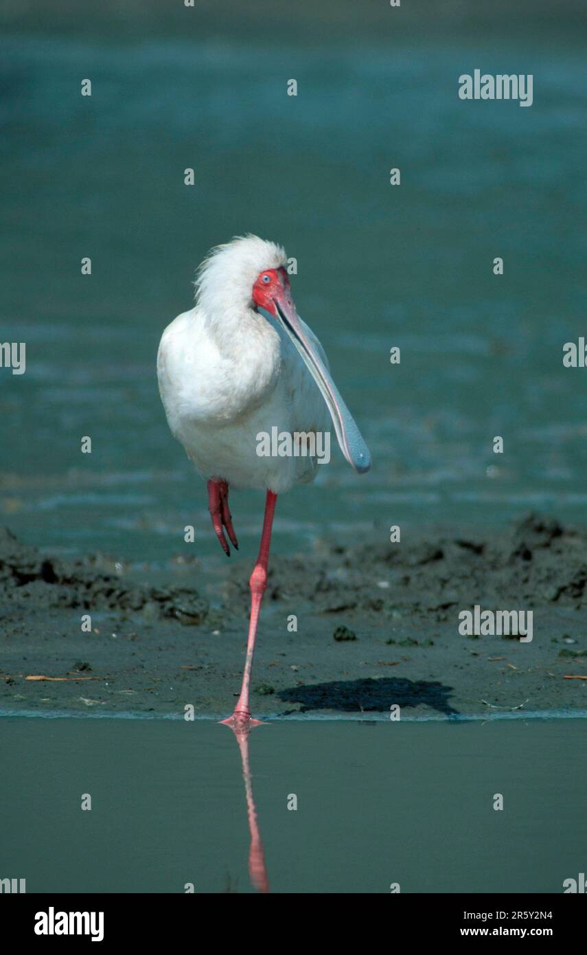 African Spoonbill, Bird, Birds, Exterior, Frontal, Frontal, White ...