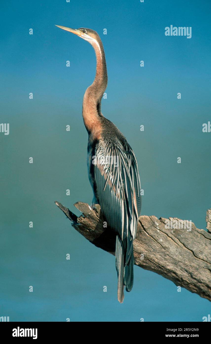 African darter (Anhinga rufa), Pilanesberg Park, South Africa nish ...
