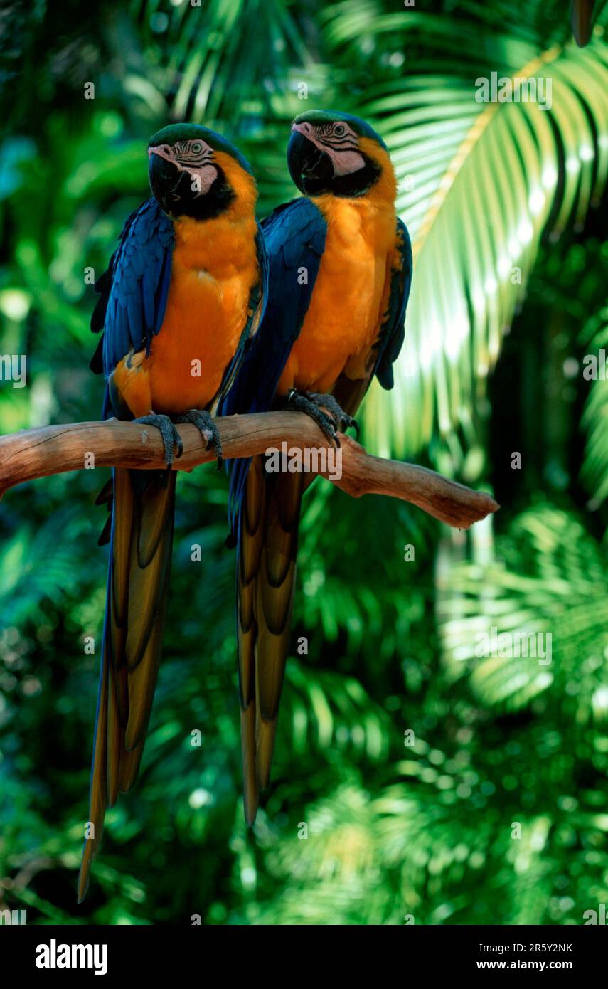 Blue-and-Yellow Macaws, pair, Gelbbrustaras, Paar, Blue-and-Gold Macaw (Ara ararauna Stock Photo ...