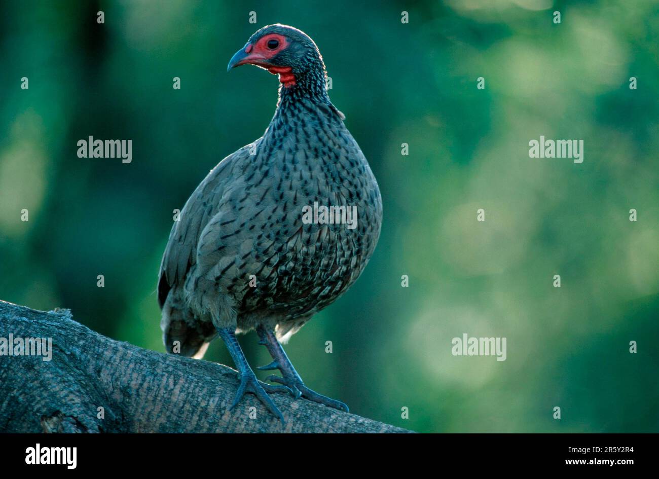 Swainsons spurfowl francolin hi-res stock photography and images - Alamy