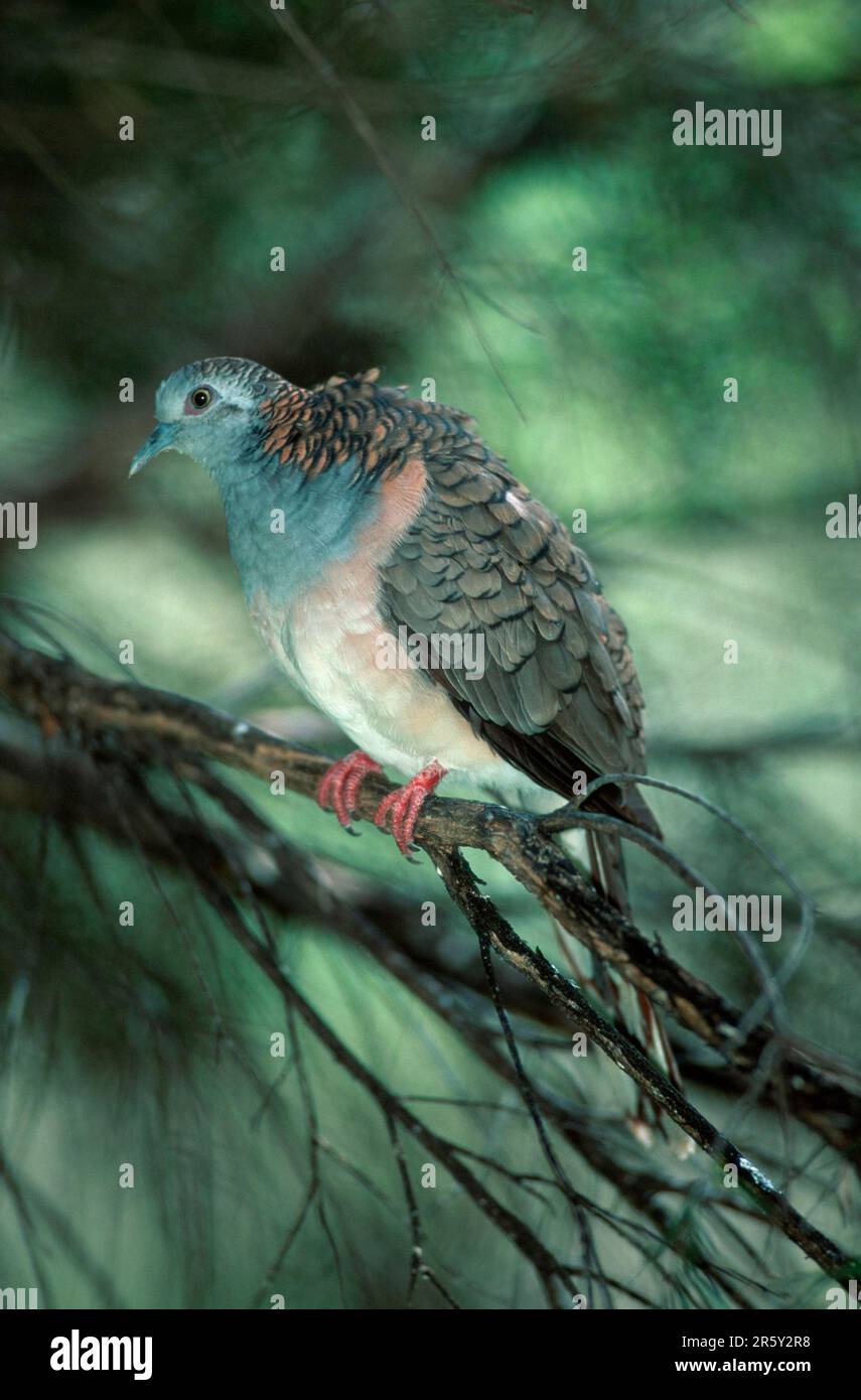 Bar-shouldered Dove (Geopelia humeralis), Australia (Chrysauchoena ...