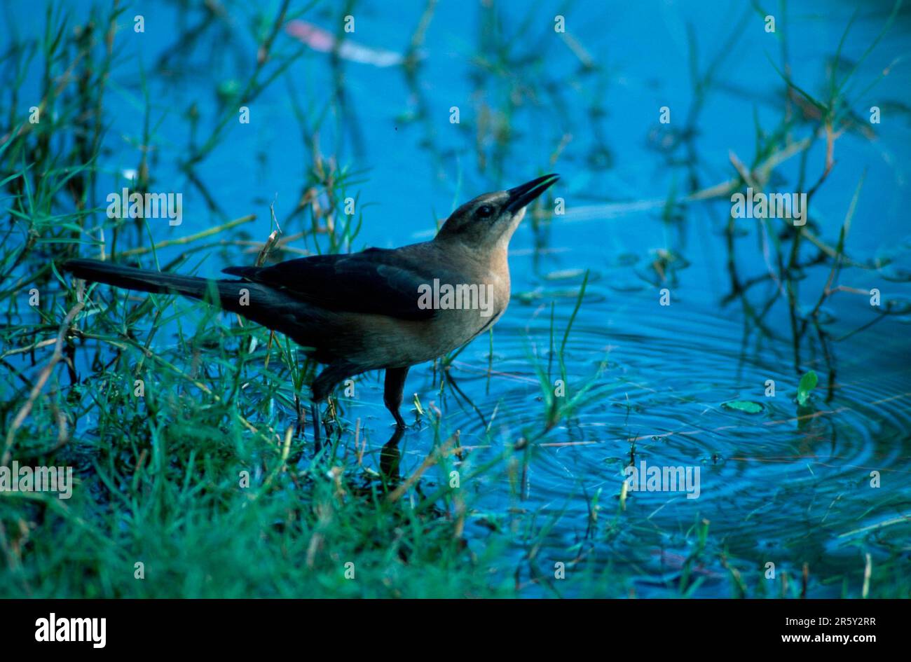 Boat-tailed grackle (Quiscalus major), female, Florida, USA, Large boat ...