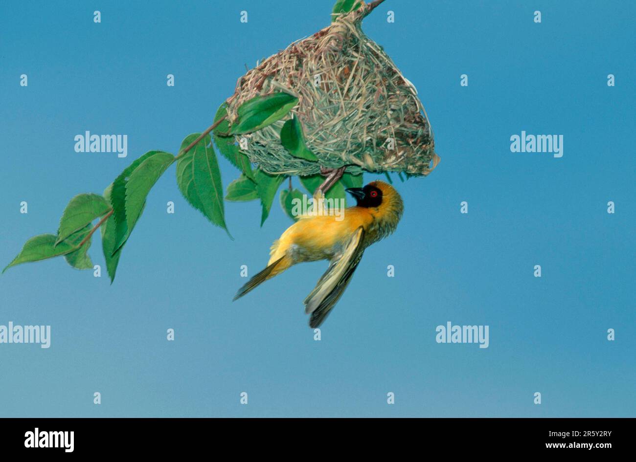 African Masked Weaver, male courting at nest, Pilanesberg national park ...