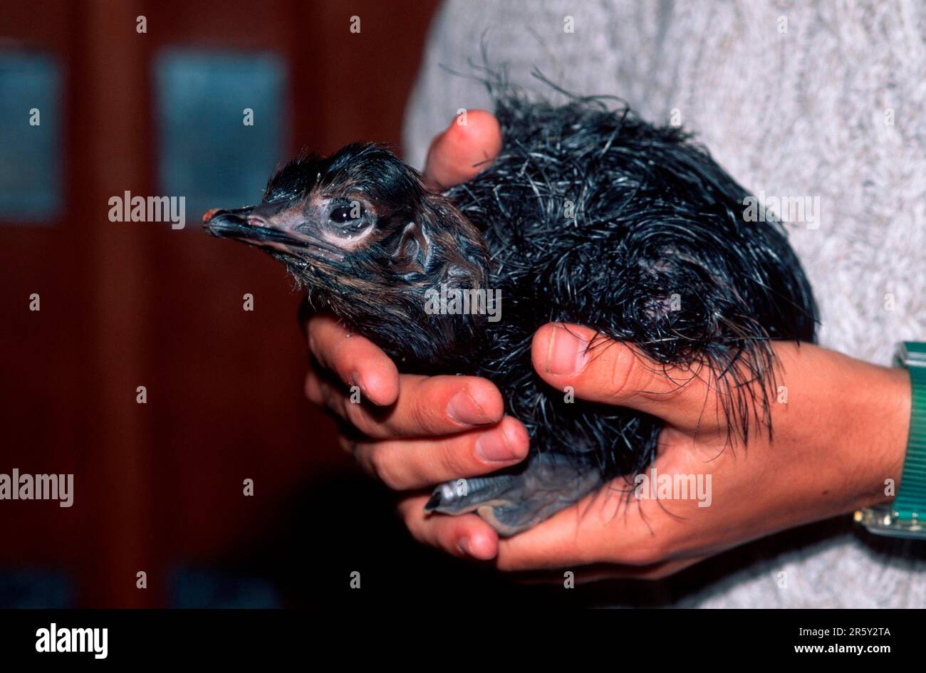 South african ostrich, chicks in human hands, ostrich farm, South ...