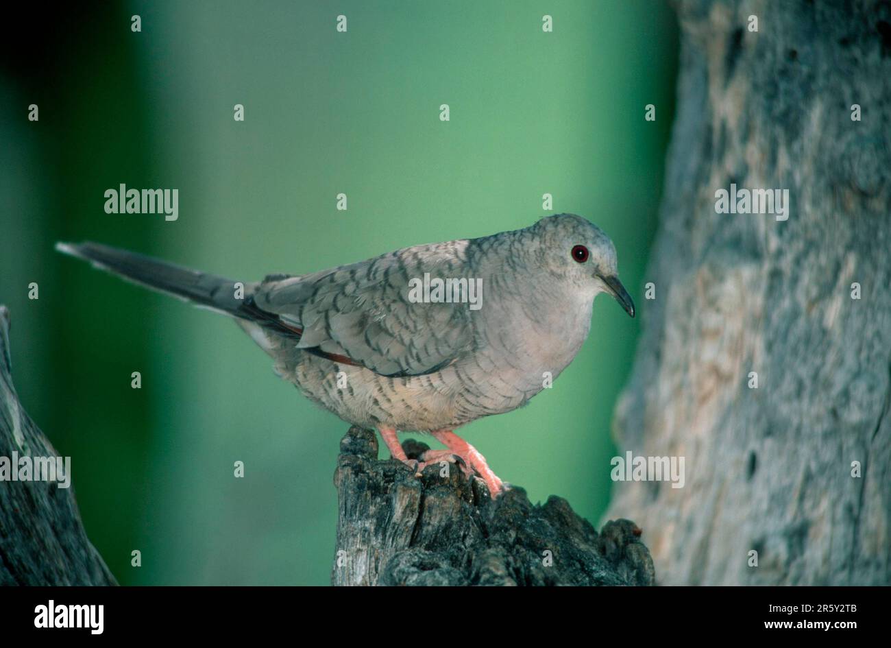 Scardafella inca hi-res stock photography and images - Alamy
