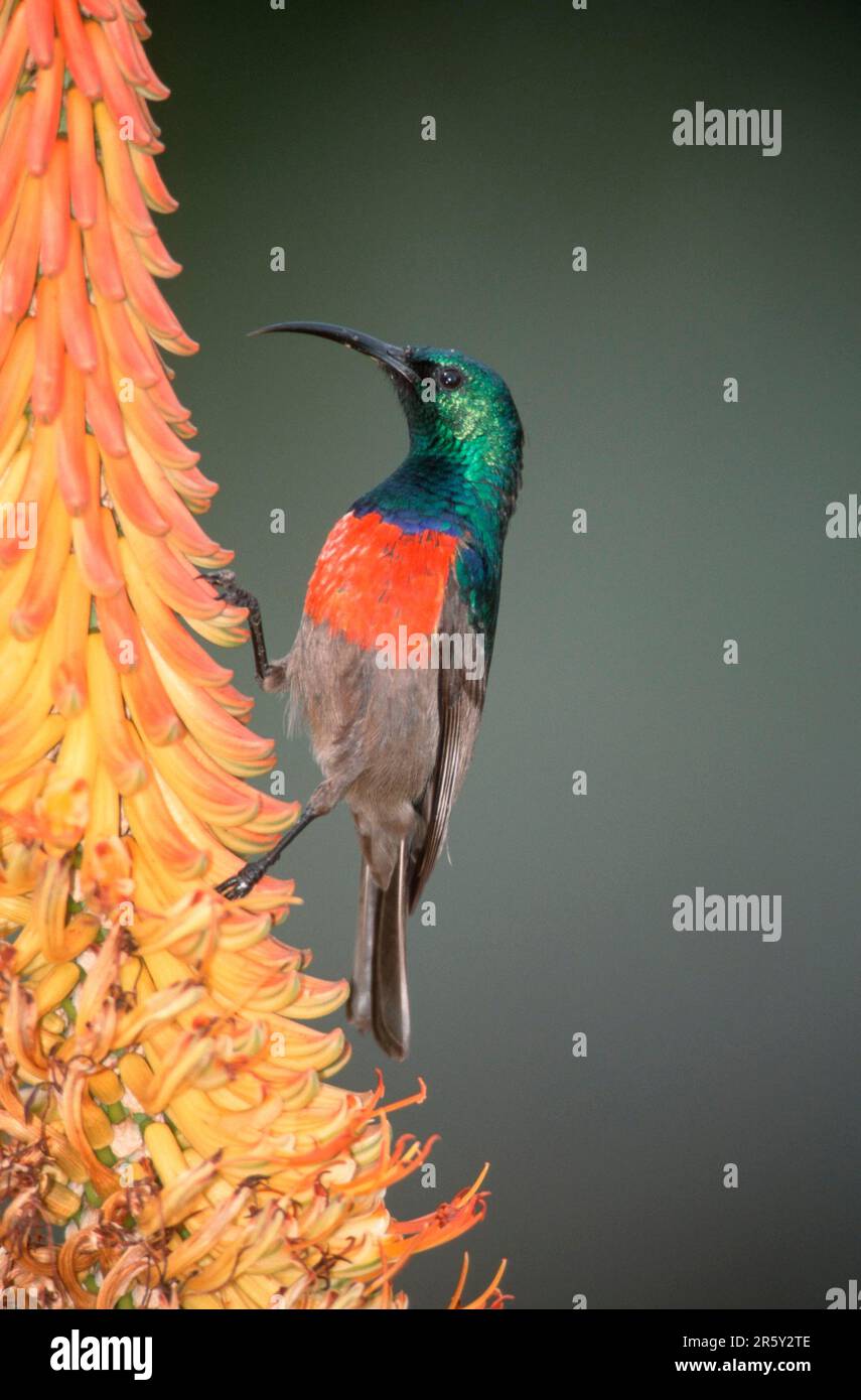 Big sunbird hi-res stock photography and images - Alamy