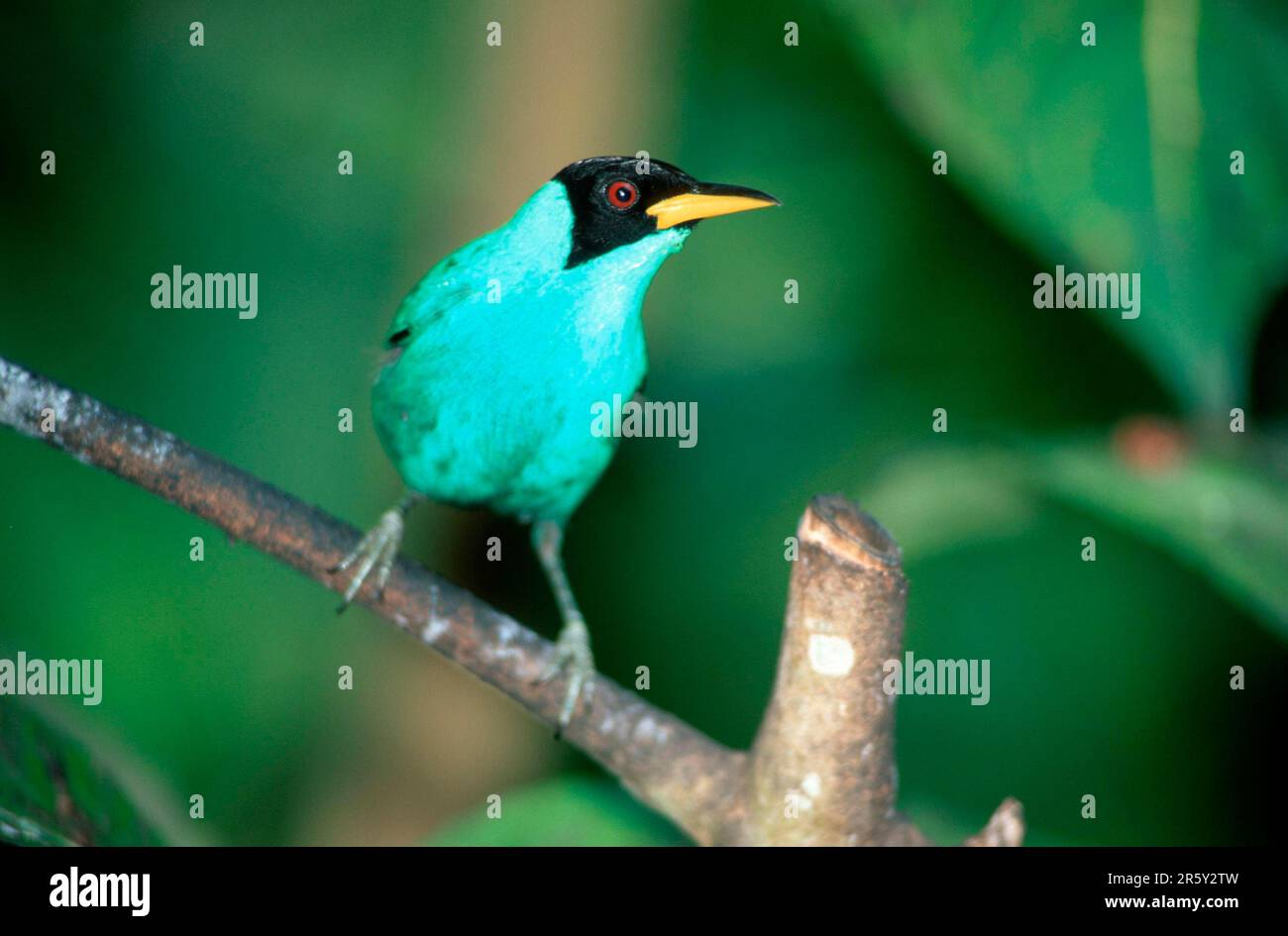 Green Honeycreeper (Chlorophanes spiza), Asa Wright nature centre ...