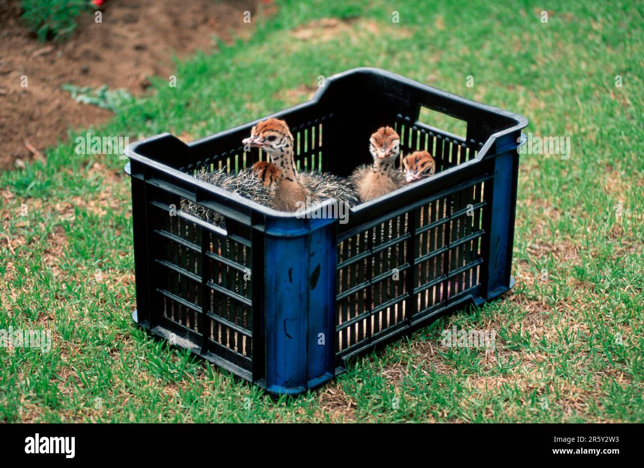South african ostriches (Struthio camelus australis), chicks in box ...