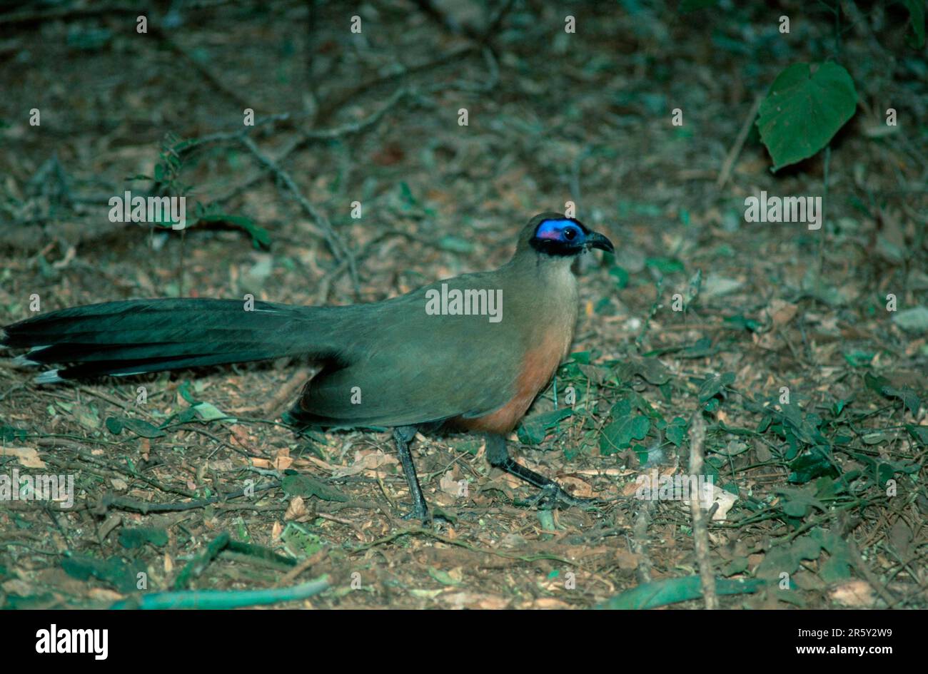 Giant Coua (Coua gigas), Madagascar, Riesenseidenkuckuck, Madagaskar ...