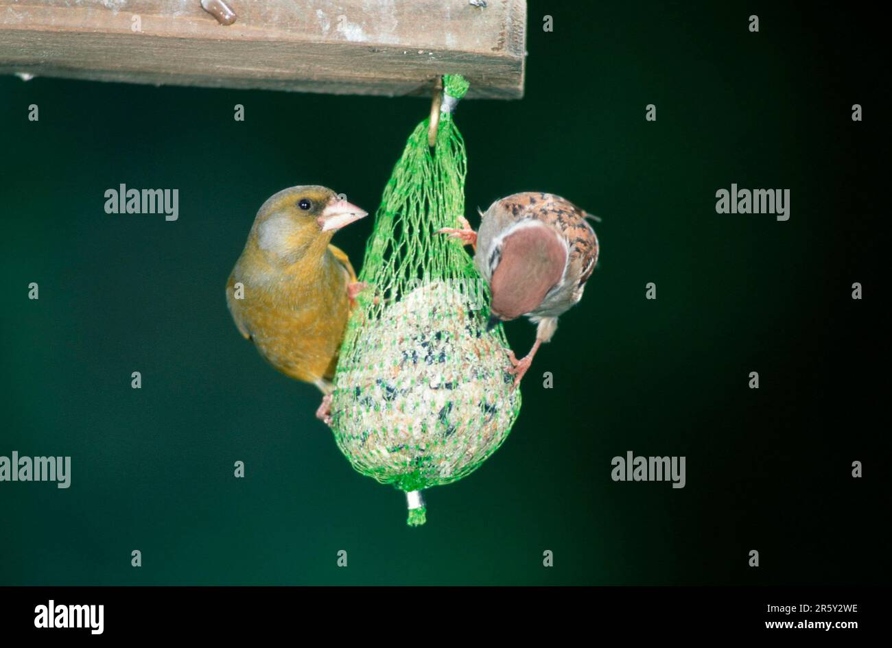 European greenfinch (Carduelis chloris) and eurasian tree sparrow ...