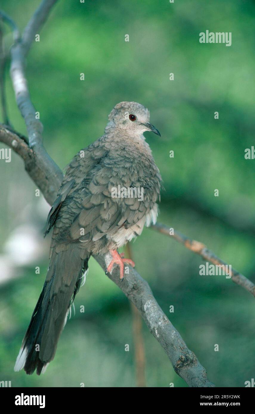 Sonora Desert, Arizona, USA, inca dove (Scardafella inca) USA Stock ...