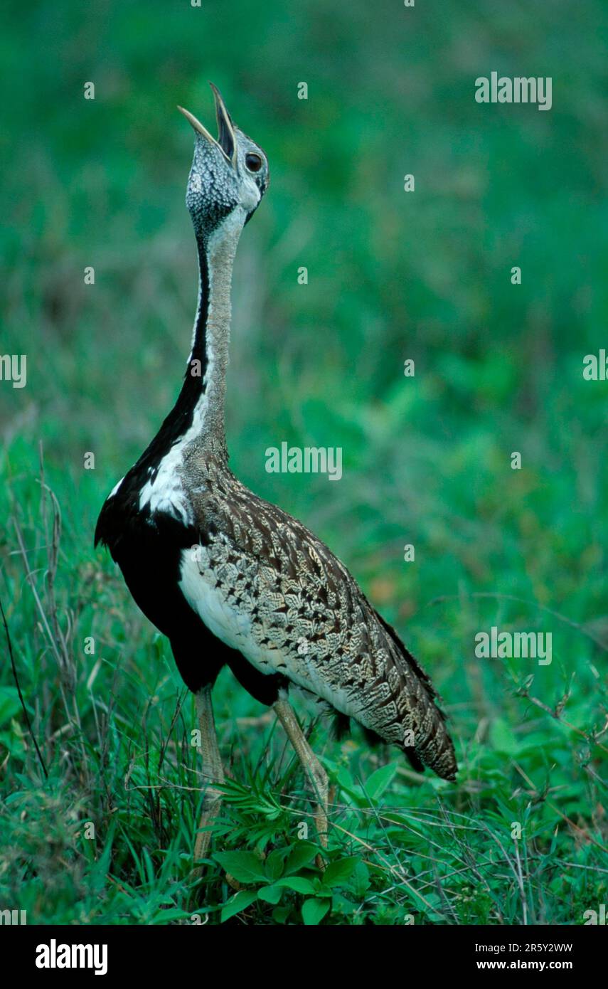 Black-bellied Bustard, Ngorongoro Crater, Tanzania (Eupodotis ...