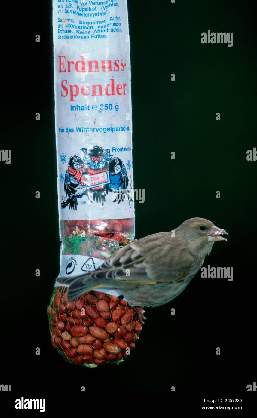 Greenfinch (Carduelis chloris), female, Germany, Gruenfink, weiblich ...