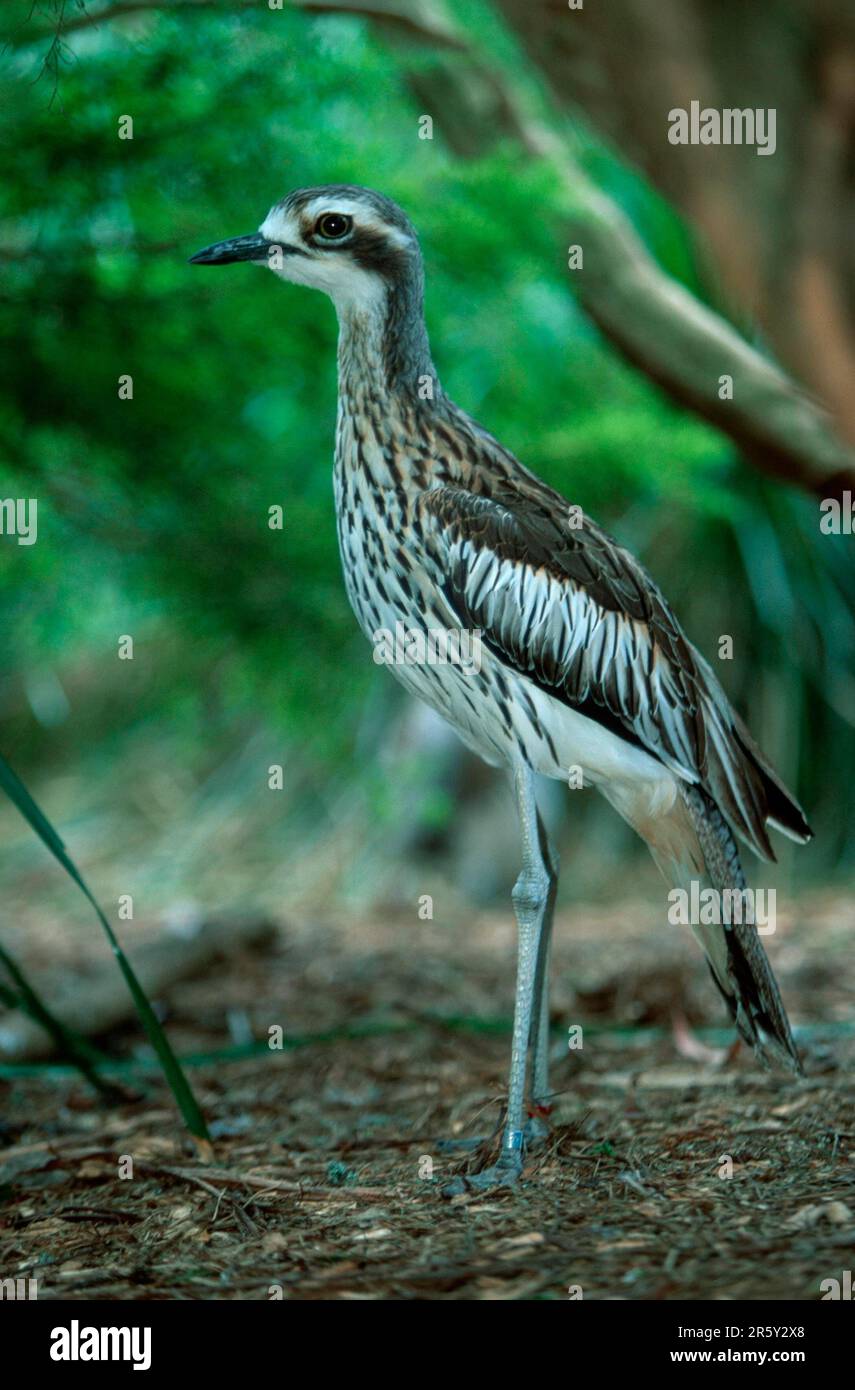 Bush Thick-knee, Stone-curlew, Australia, bush stone-curlew (Burhinus ...