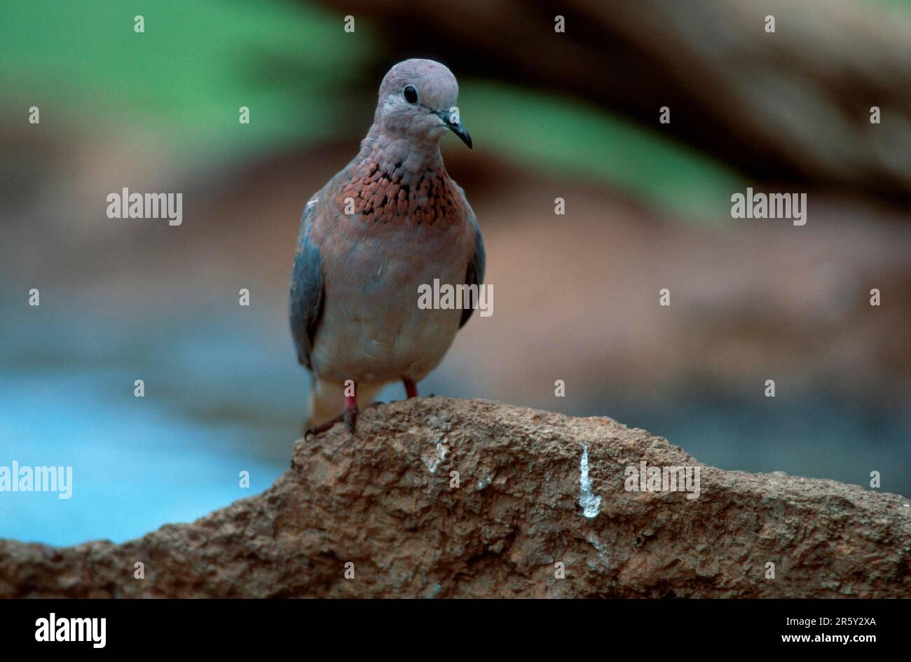 Laughing dove (Streptopelia senegalensis), Kruger National Park, South ...