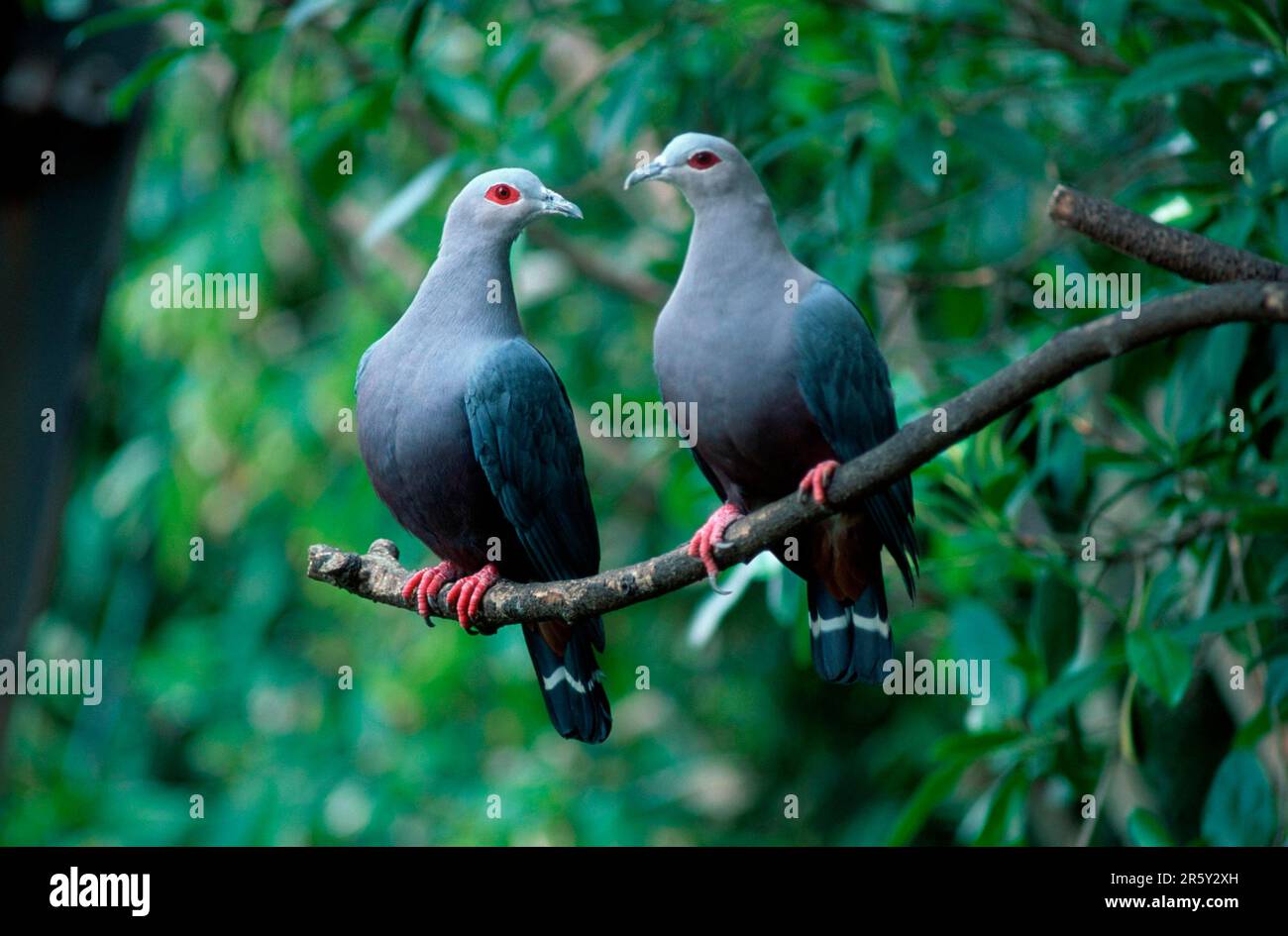 Pinon Imperial Pigeons, pinon's imperial pigeon (Ducula pinon), Red ...