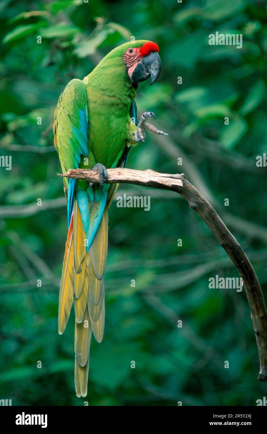 Military Macaw (Ara militaris), military macaw Stock Photo - Alamy