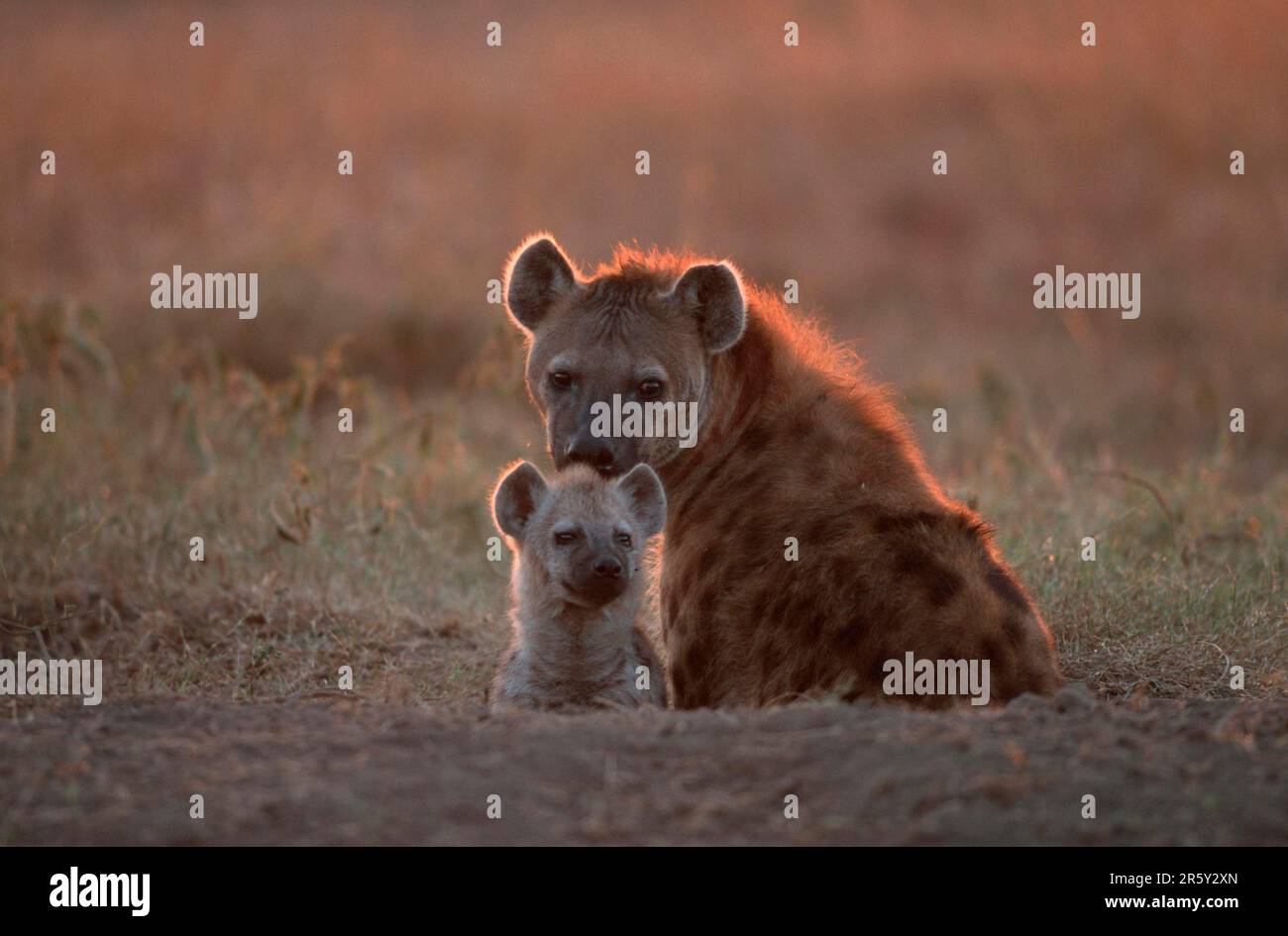 Spotted Hyena (Crocuta crocuta) with young at den, Hyena, Massai Mara ...