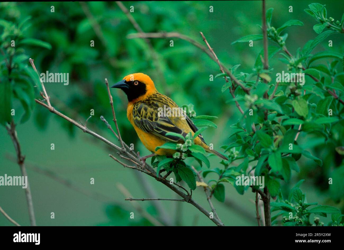Speke's Weaver (Ploceus spekei), male, Ngorongoro crater, Tanzania ...