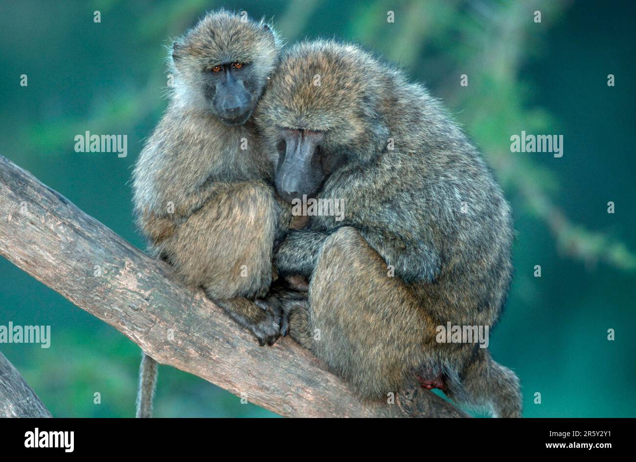Anubis Baboons (Papio anubis), female with young, Nakuru national park ...