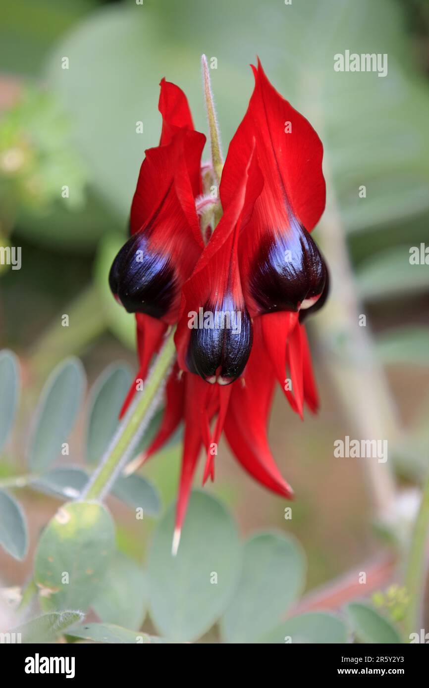 Australian desert pea, flower, Sturt National Park, New South Wales ...