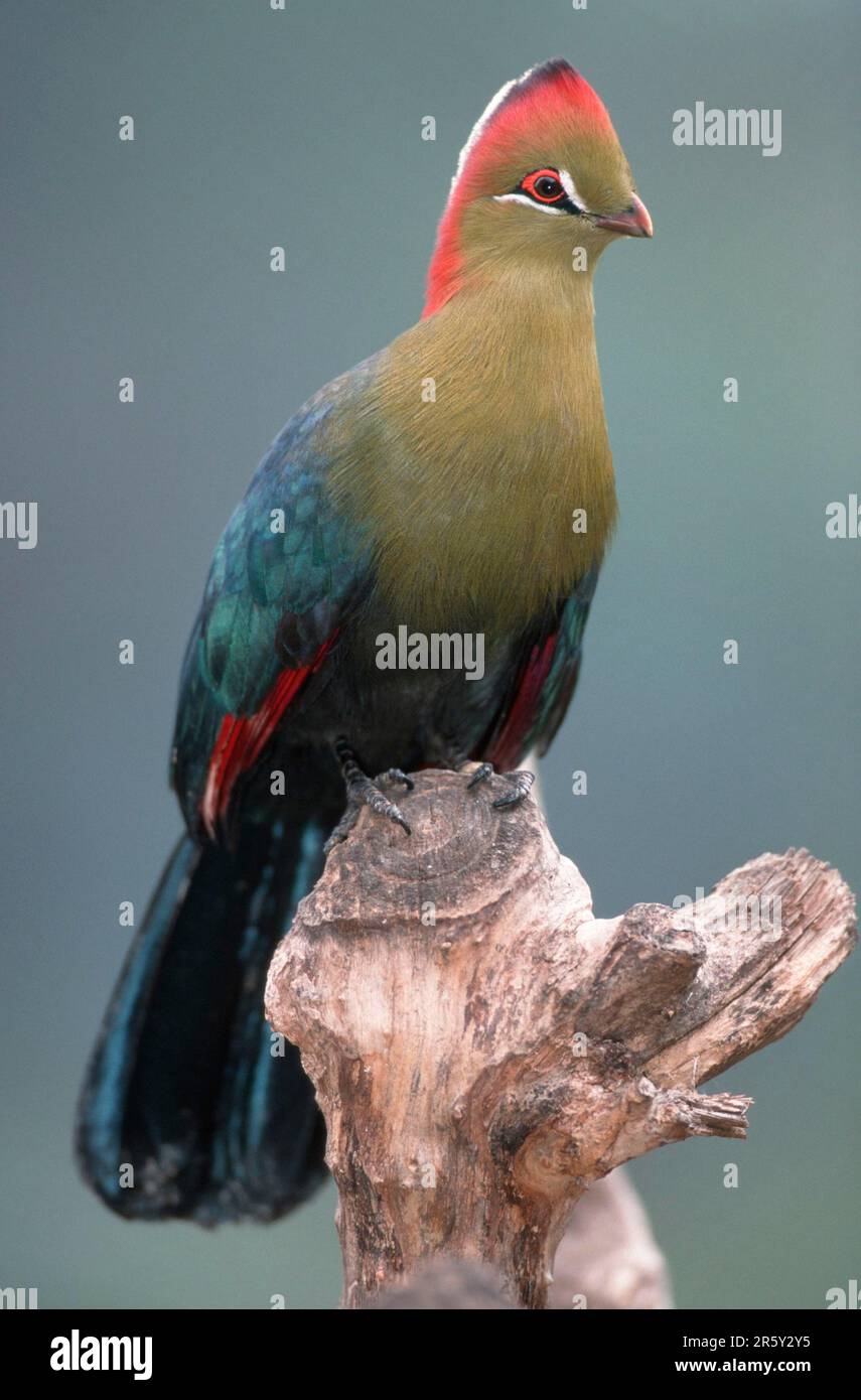 Fischer's turaco hi-res stock photography and images - Alamy