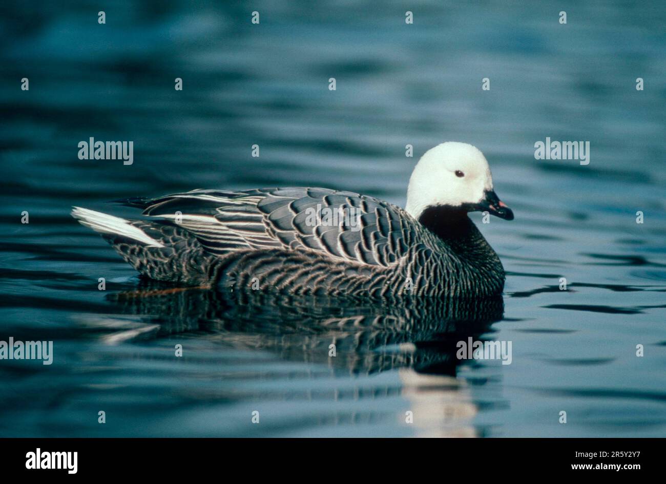 Emperor Goose (Anser canagicus) (Philacte canagicus), side Stock Photo ...
