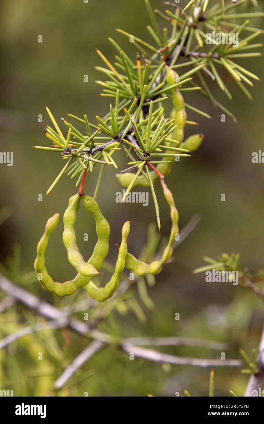 Acacia (Acacia) fruits, Northern Territory, Australia Stock Photo - Alamy