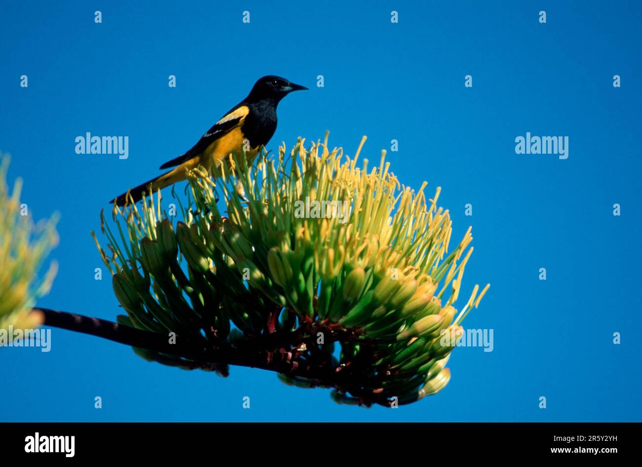 Scott's Oriole, Sonoran Desert, Arizona, USA (Icterus parisorum), Scott ...
