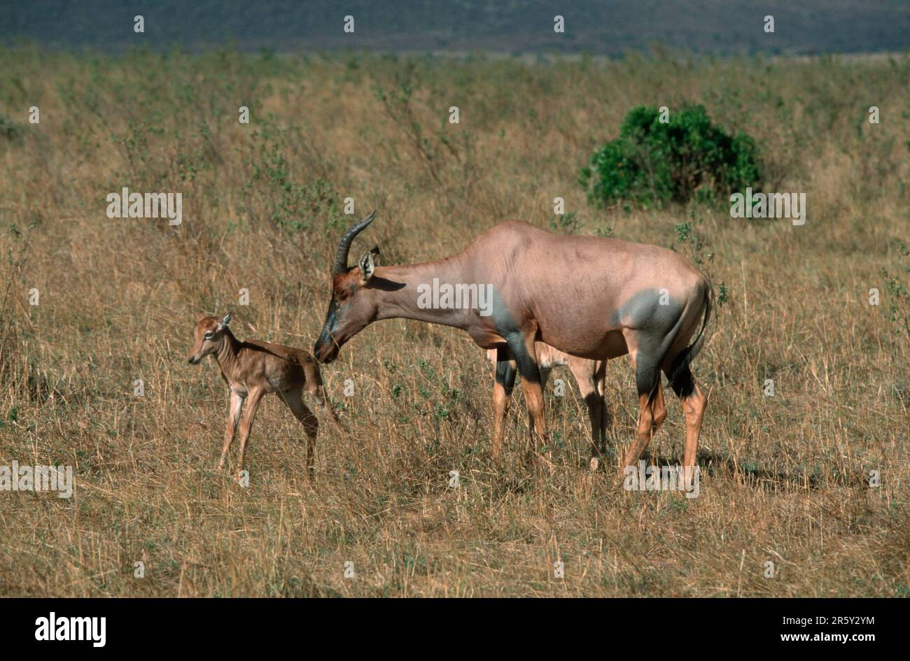 Topis, female with fawn, Massai Mara Game Reserve, Kenya (Damaliscus ...