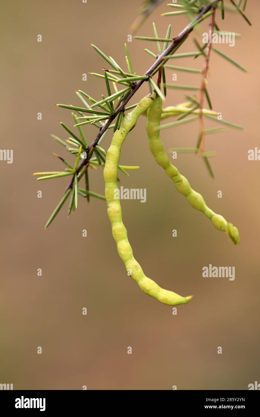 Acacia (Acacia) fruits, Northern Territory, Australia Stock Photo - Alamy