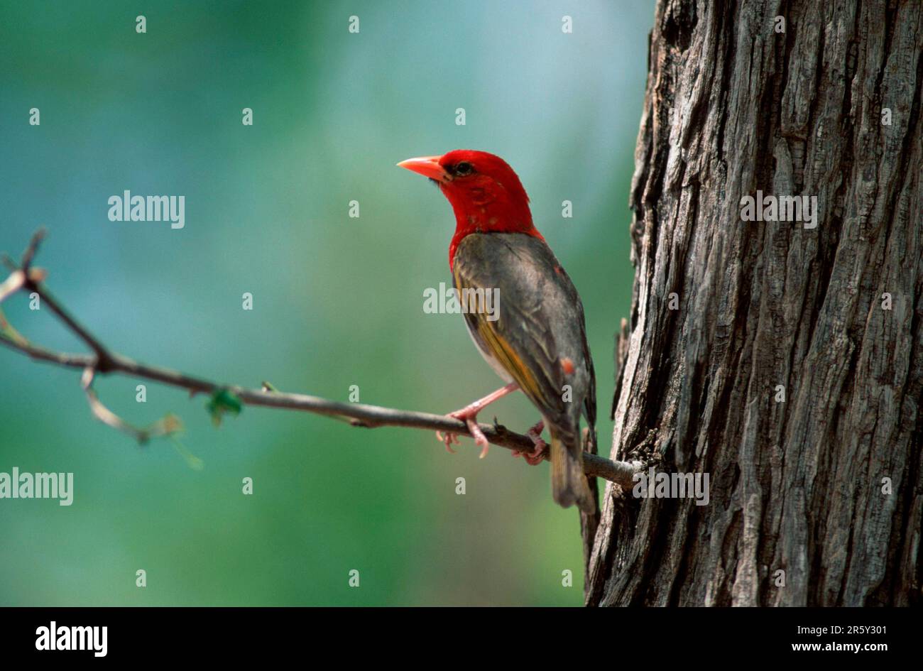 Red-headed Weaver (Anaplectes rubriceps), male, Kruger national park ...