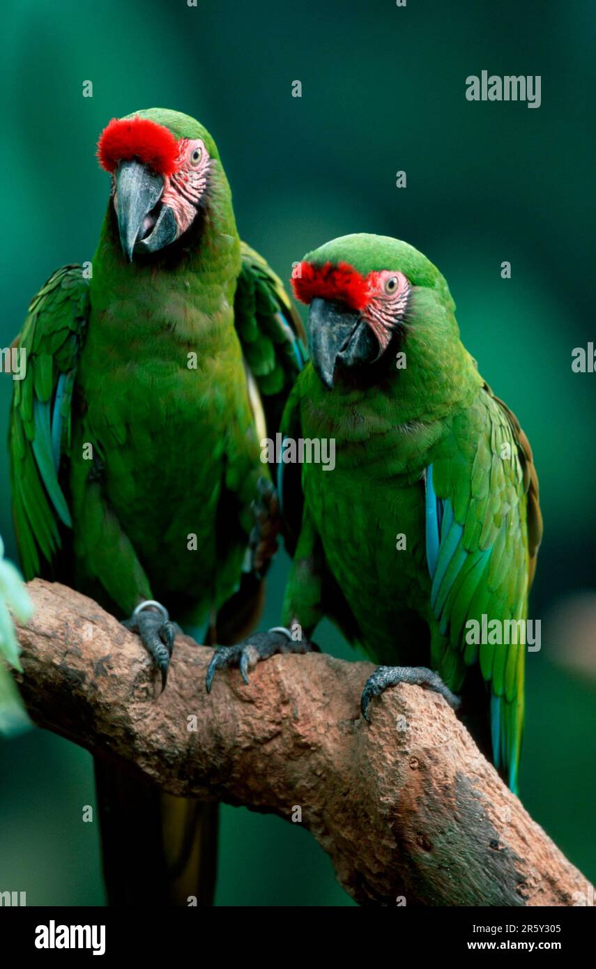 Military Macaw, pair, military macaws (Ara militaris Stock Photo - Alamy