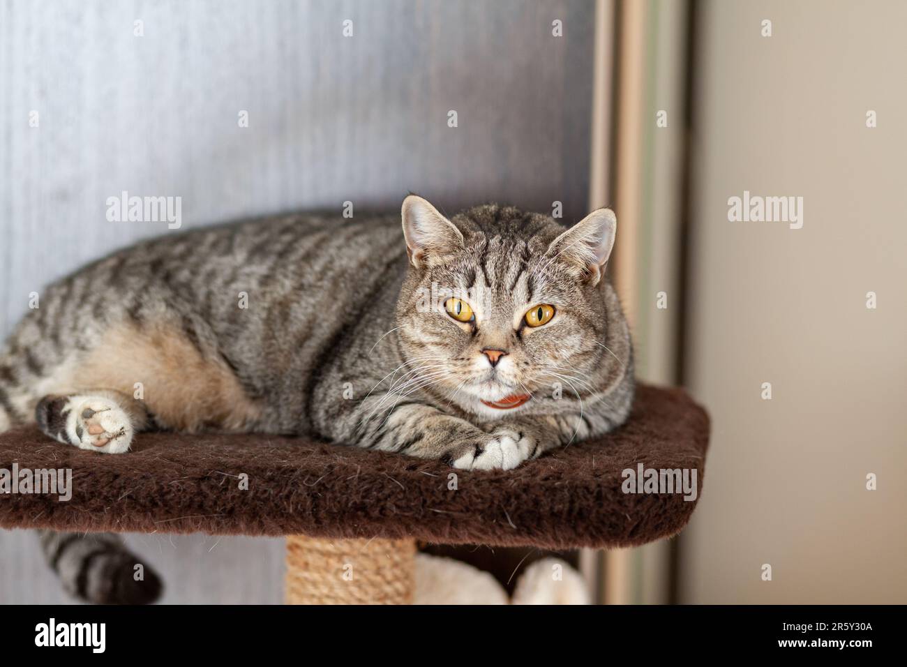 Beautiful female tabby cat sleeping hi-res stock photography and images ...