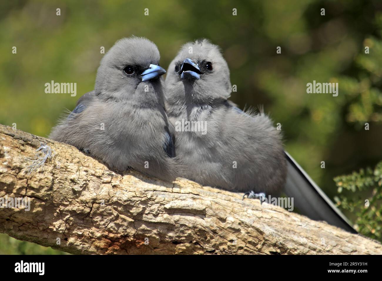 Black (Artamus cinereus) Faced Woodswallows, young, Northern Territory ...