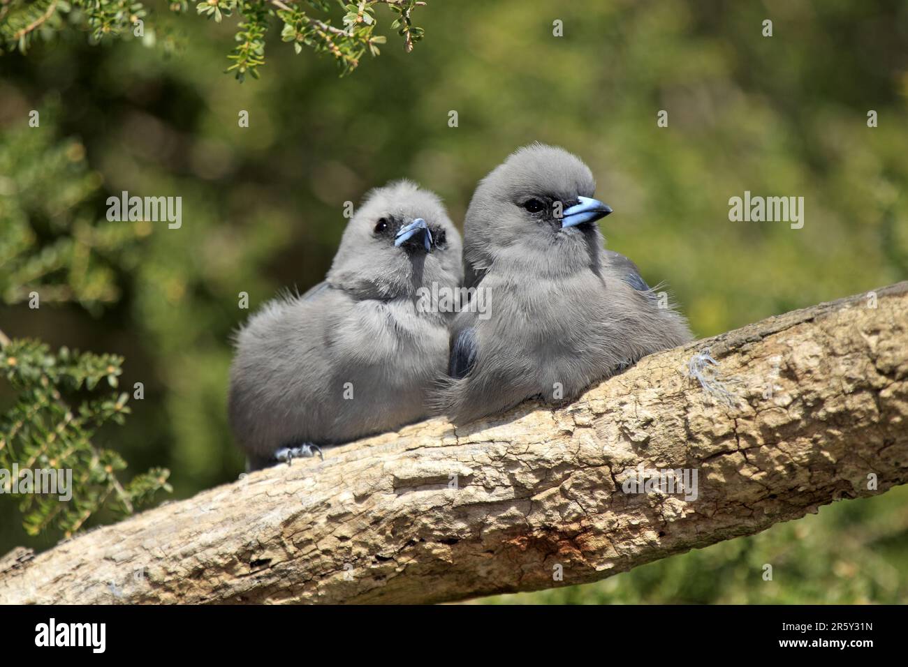 Black (Artamus cinereus) Faced Woodswallows, young, Northern Territory ...