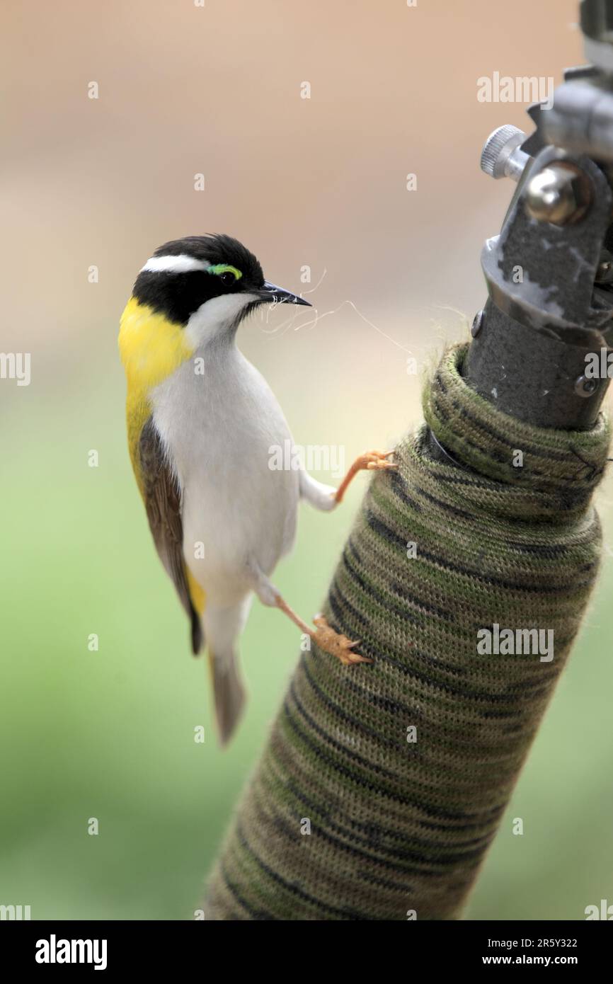 Golden-backed Honeyeater, collecting nesting material, Northern ...
