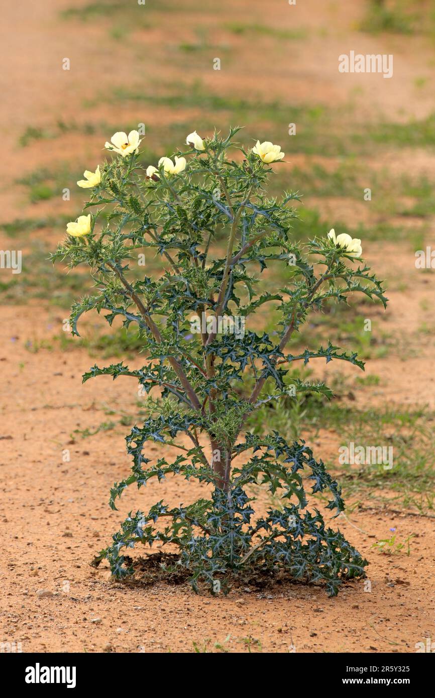 Yellow Horned Poppy, Sturt national park, New South Wales, Australia ...