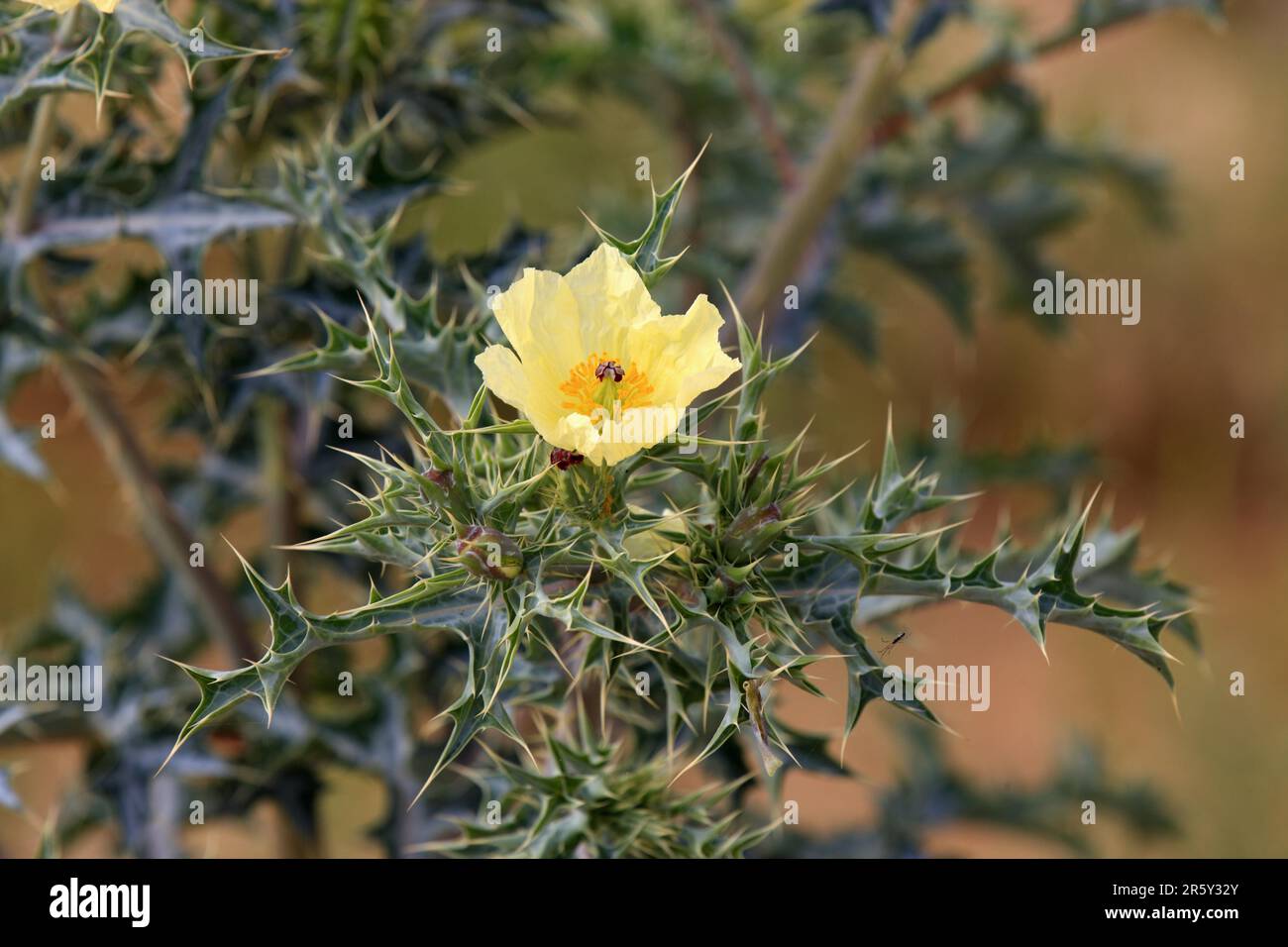 Yellow Horned Poppy, Sturt national park, New South Wales, Australia ...