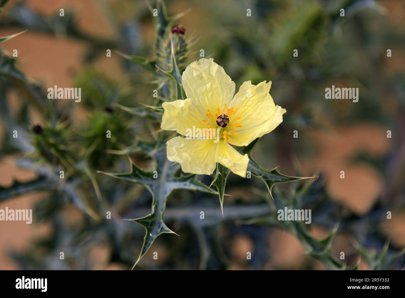 Yellow Horned Poppy, Sturt national park, New South Wales, Australia ...