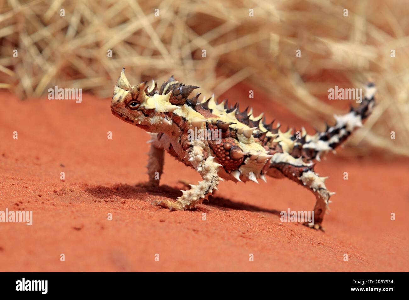 Thorny devil (Moloch horridus), Northern Territory, Australia Stock ...