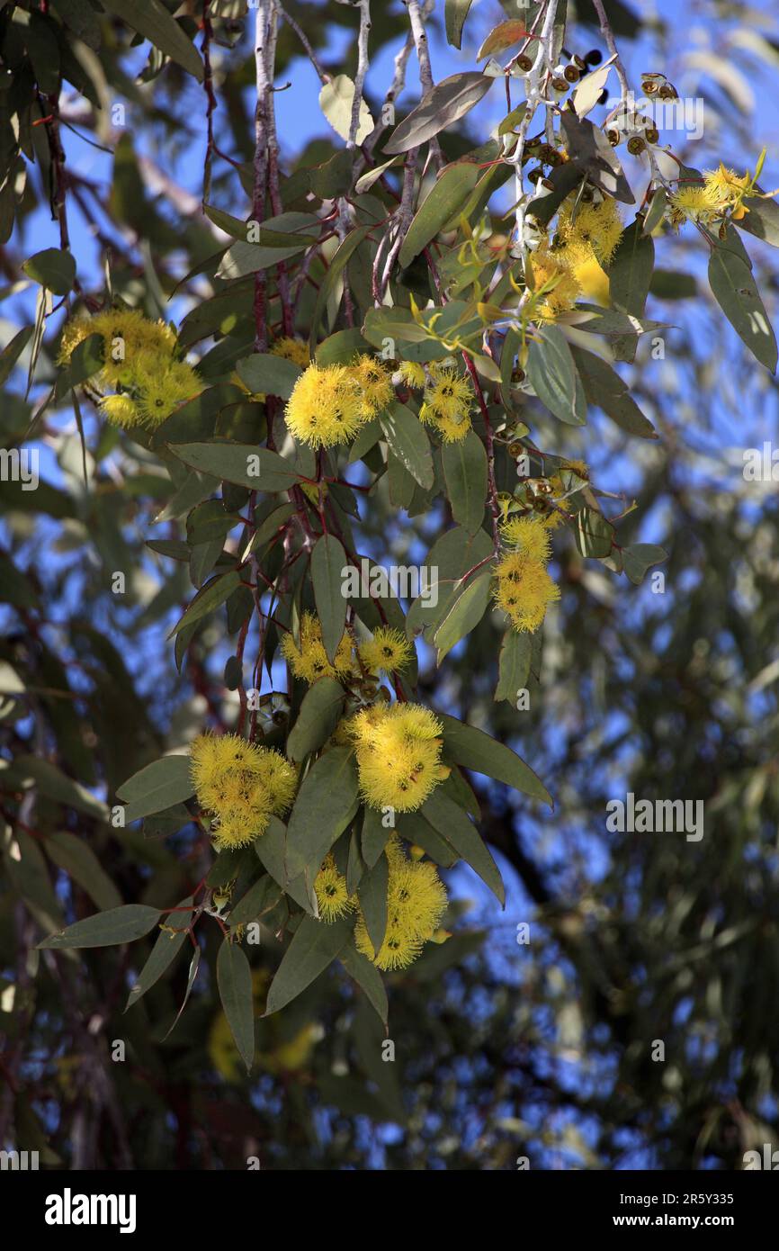 Red-budded Mallee, Alice Springs, Australia (Eucalyptus pachyphylla ...