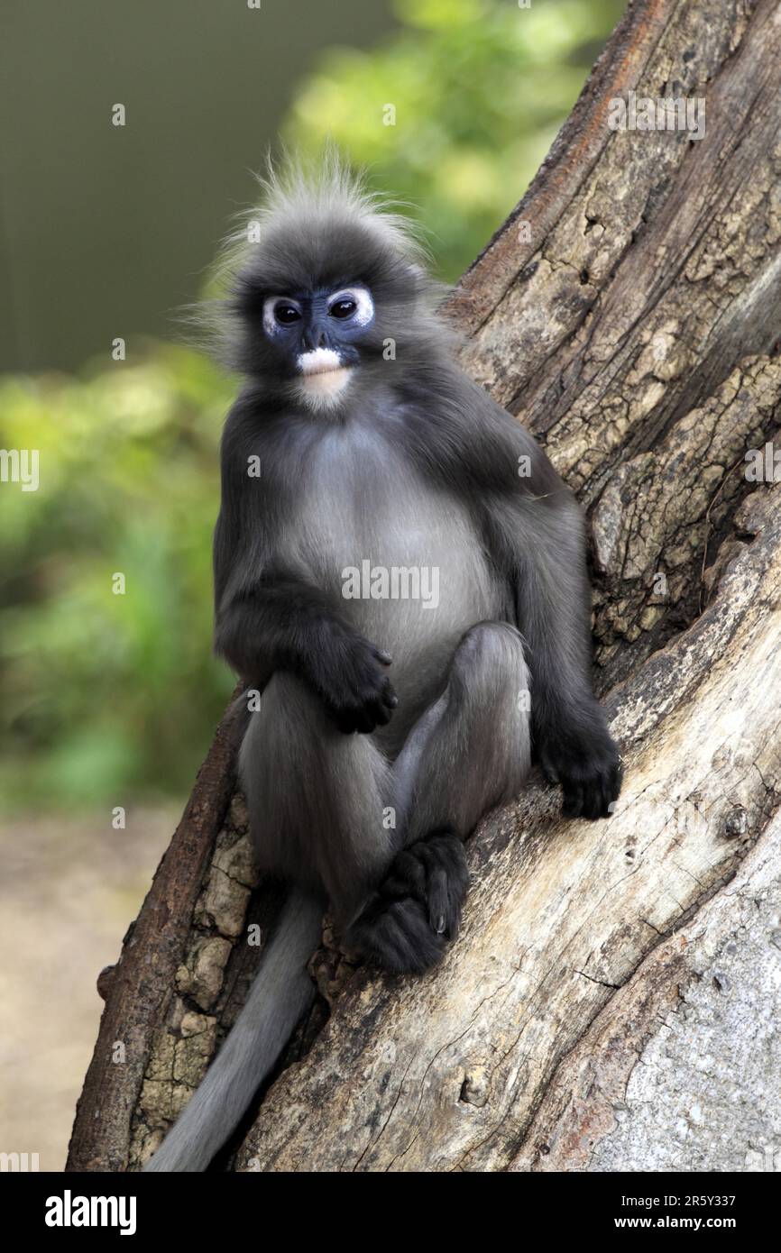 Dusky Leaf Monkey (Trachypithecus obscurus), male (Presbytis obscurus Stock Photo - Alamy