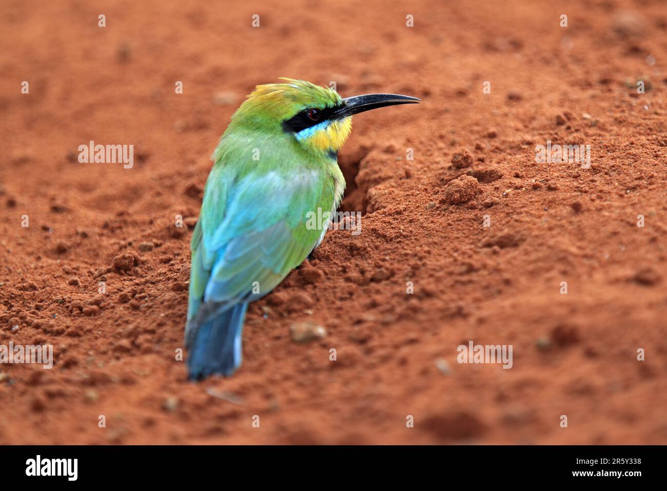 Rainbow Bee-Eater (Merops ornatus), Northern Territory, Australia Stock ...