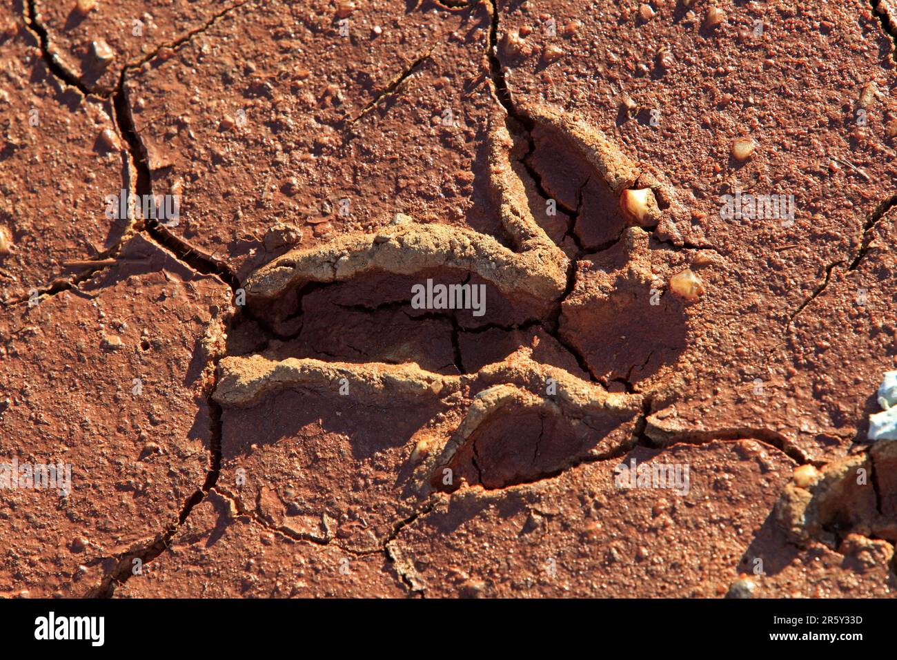 Emu (Dromaius novaehollandiae), footprint, Sturt national park, New ...
