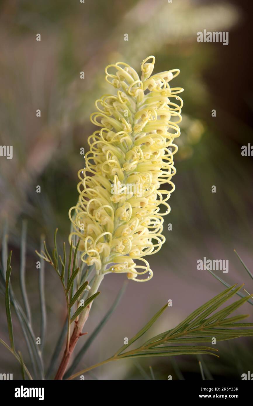 Hakea, Northern Territory, Australia (Hakea leucoptera Stock Photo - Alamy