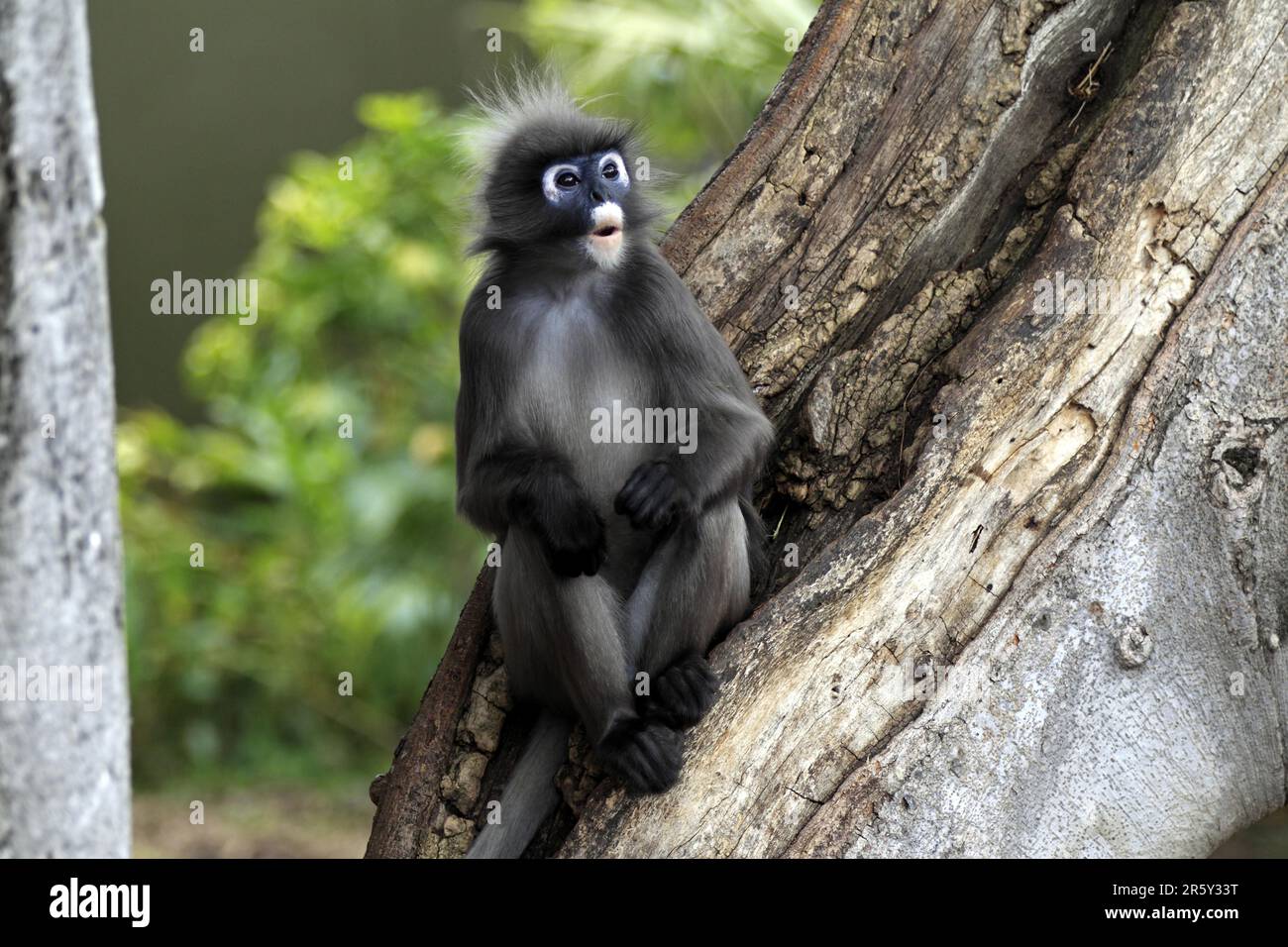 Dusky Leaf Monkey (Trachypithecus obscurus), male (Presbytis obscurus ...